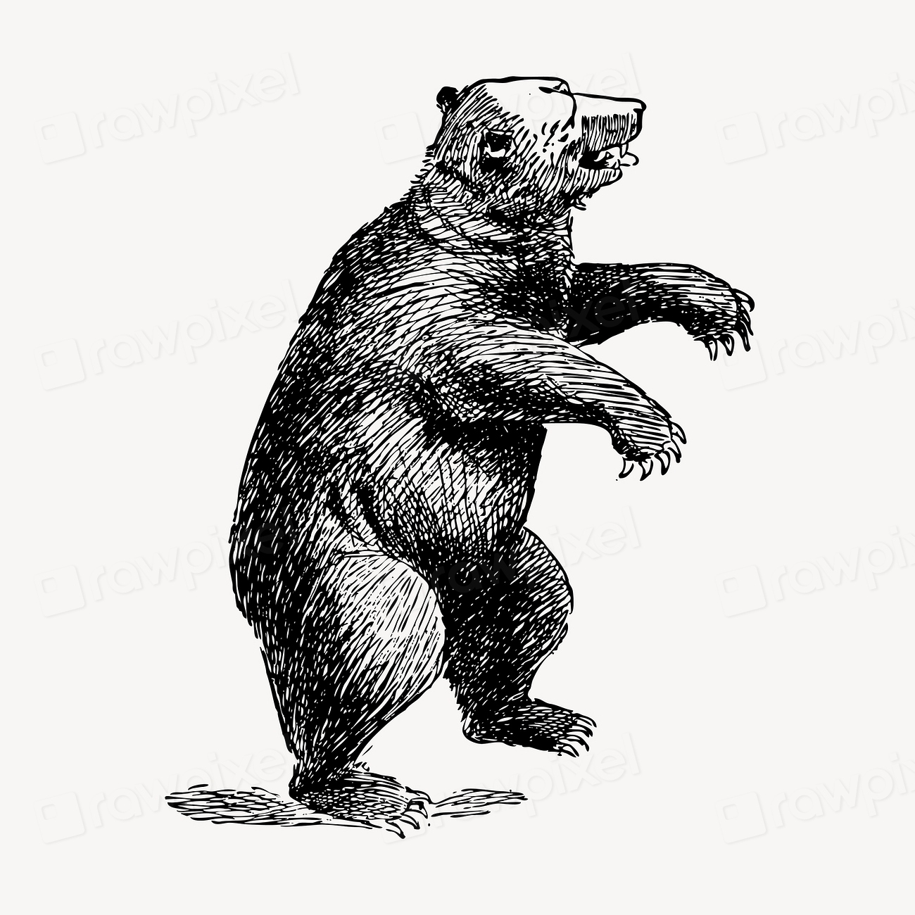 Bear, vintage animal clipart vector | Free Vector Illustration - rawpixel