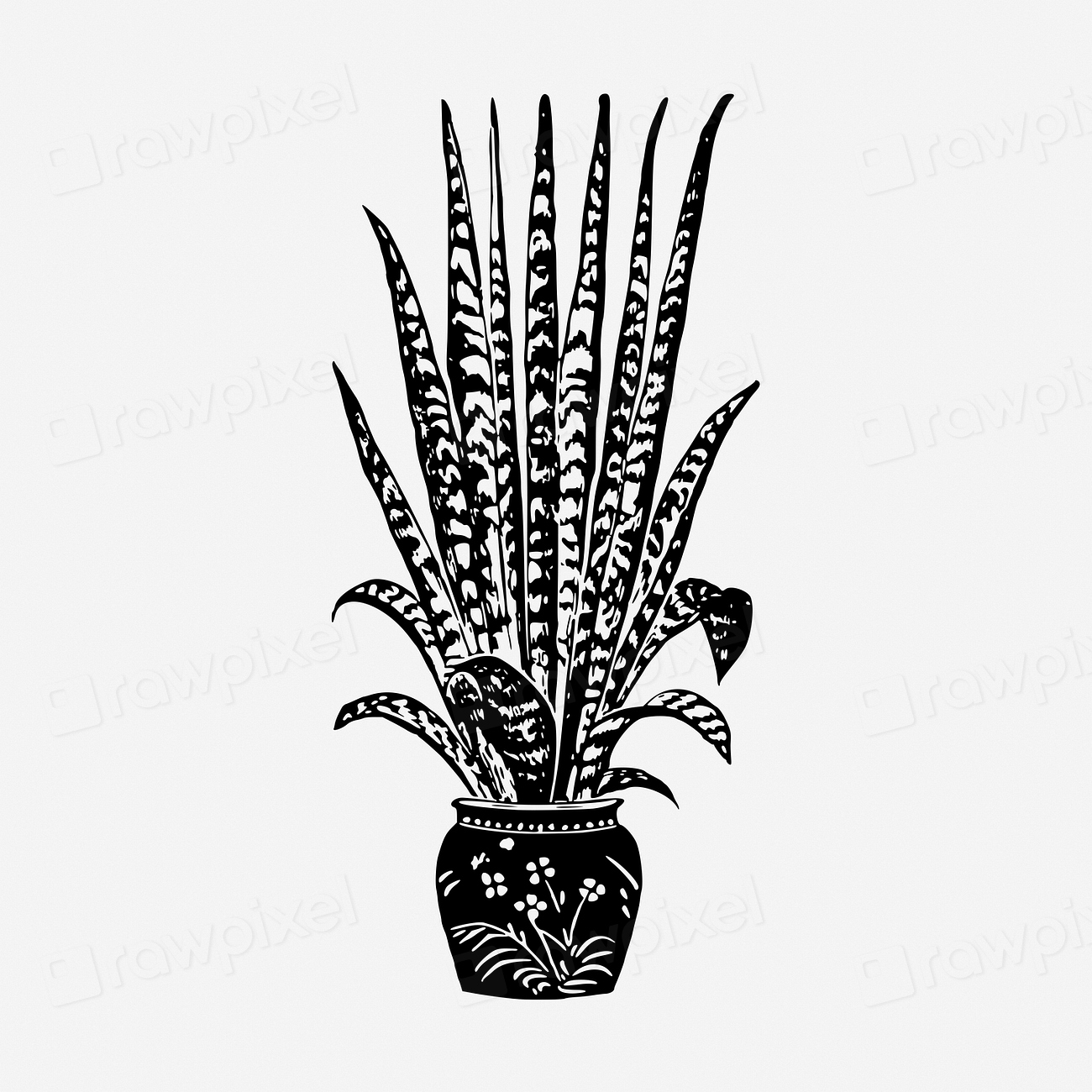 Snake plant hand drawn illustration. | Free Photo - rawpixel