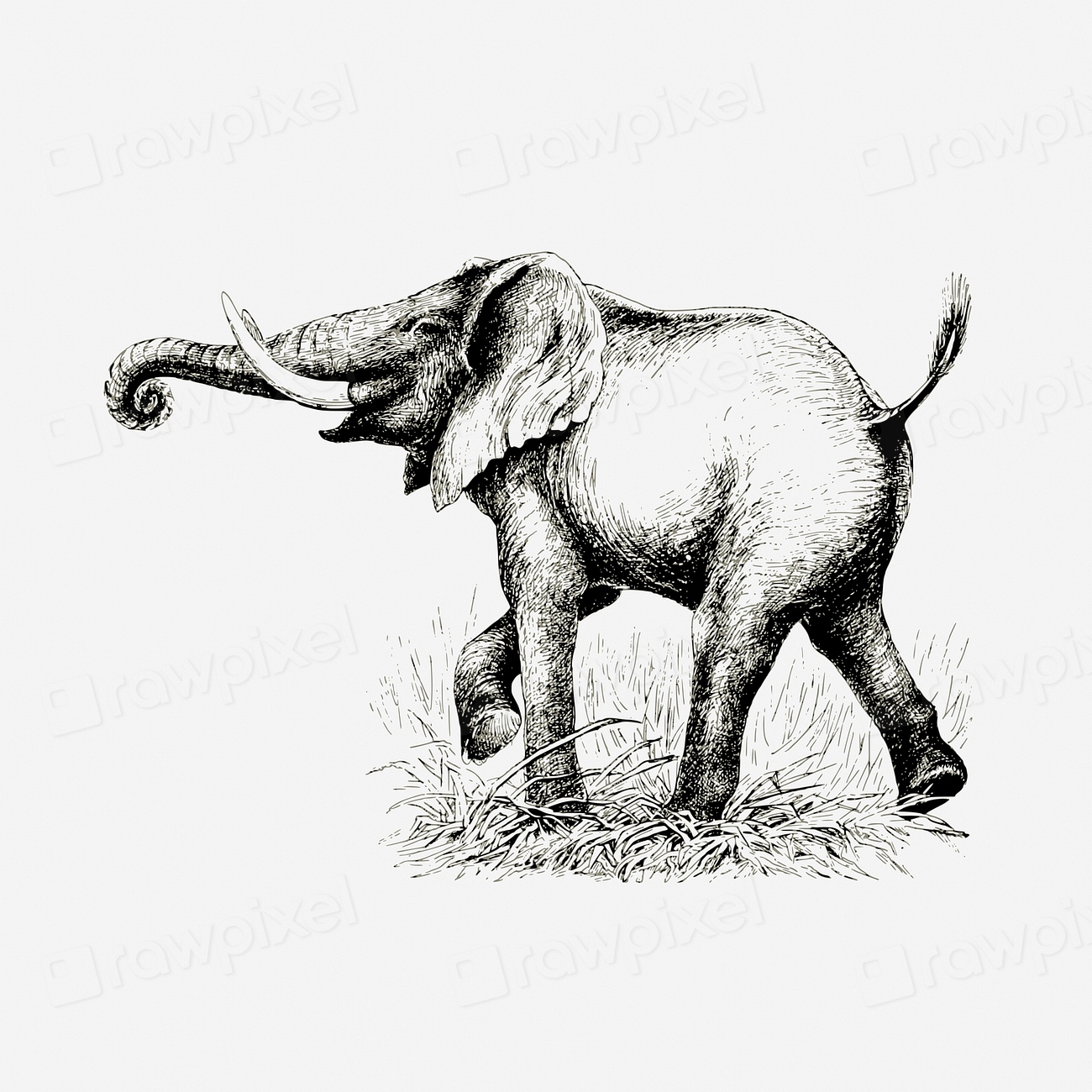 Elephant clipart, vintage animal, wildlife | Free Photo - rawpixel