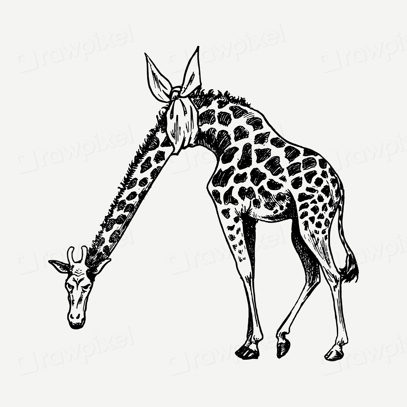 Giraffe drawing, hand drawn animal, | Free PSD - rawpixel