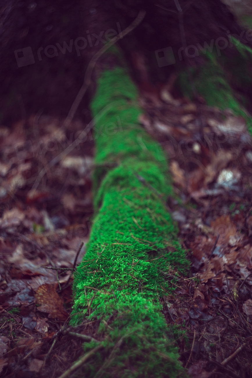 Moss growing on a log | Free Photo - rawpixel