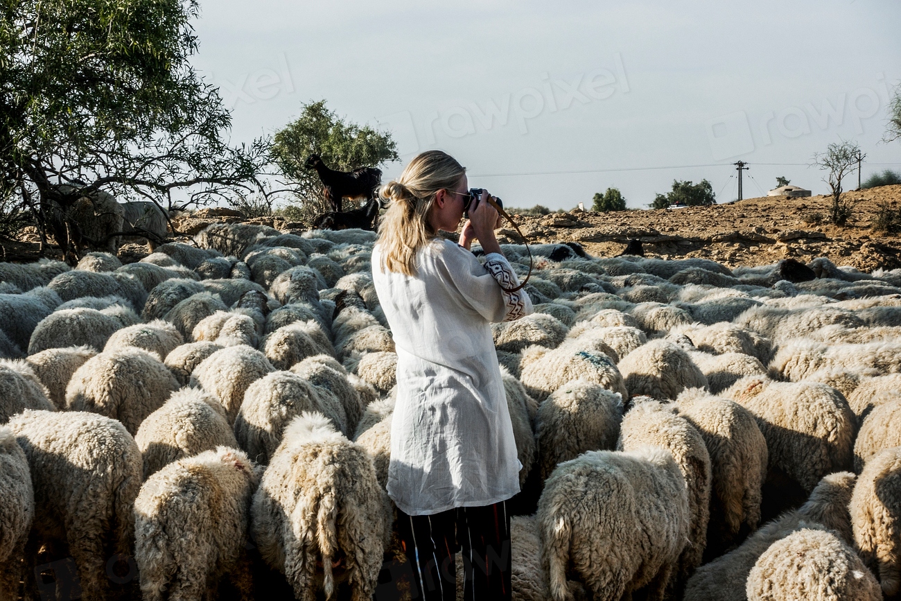 Blonde woman flock sheep | Free Photo - rawpixel
