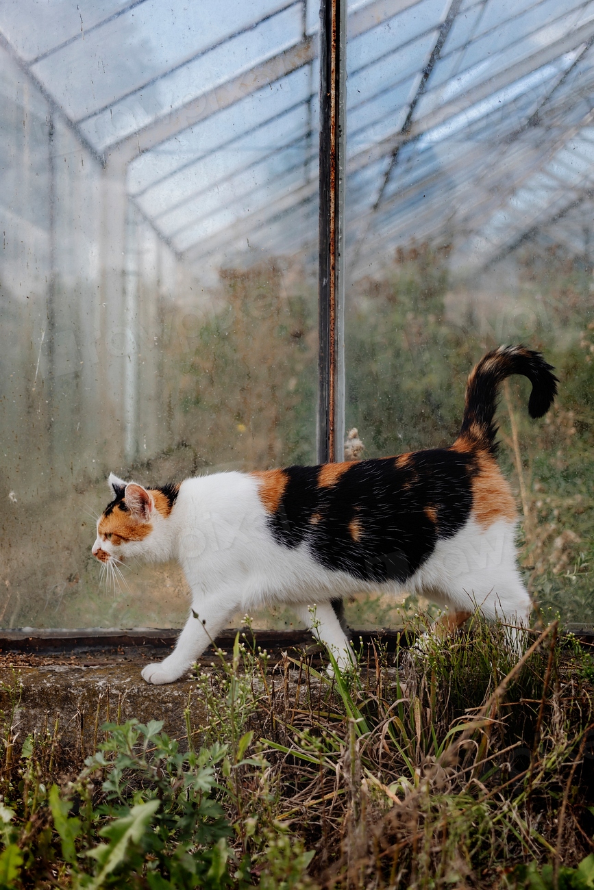 Domestic cat walking near an | Free Photo - rawpixel