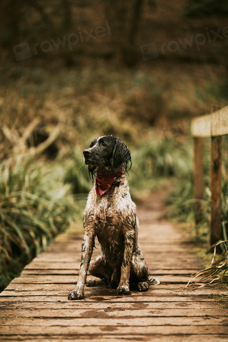 Dog on a hike in nature | Free Photo - rawpixel