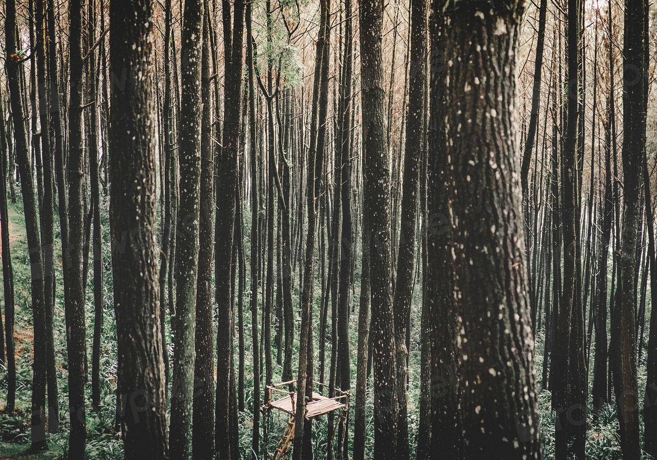 Old forest with huge trees | Free Photo - rawpixel