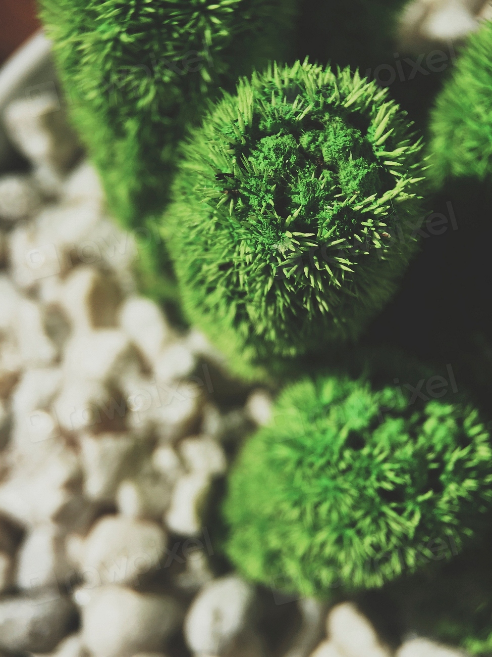Close bright green cactus | Free Photo - rawpixel