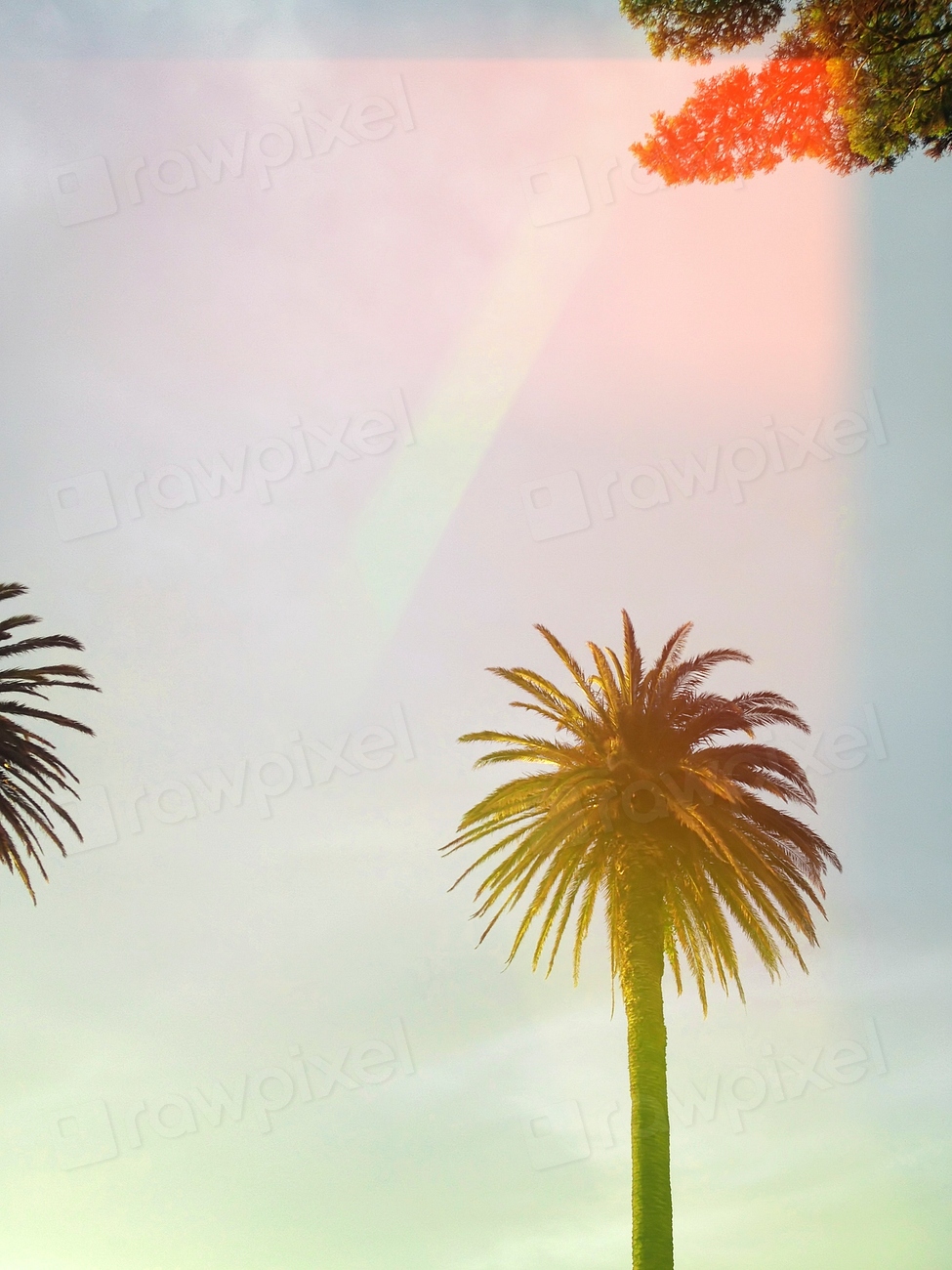 Palm trees Cape Town, South | Free Photo - rawpixel