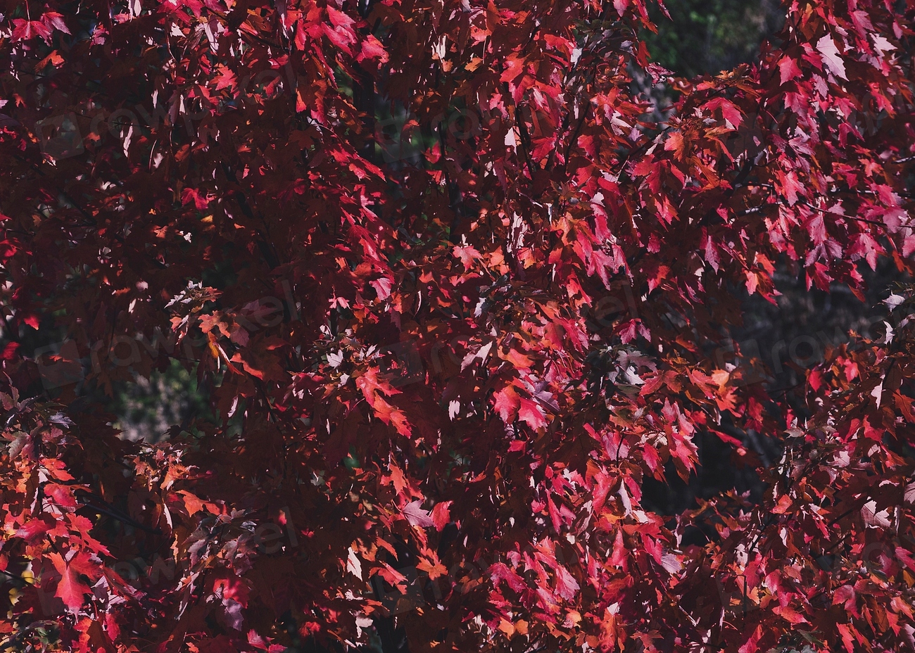 Red leaves Harris Park, London, | Free Photo - rawpixel