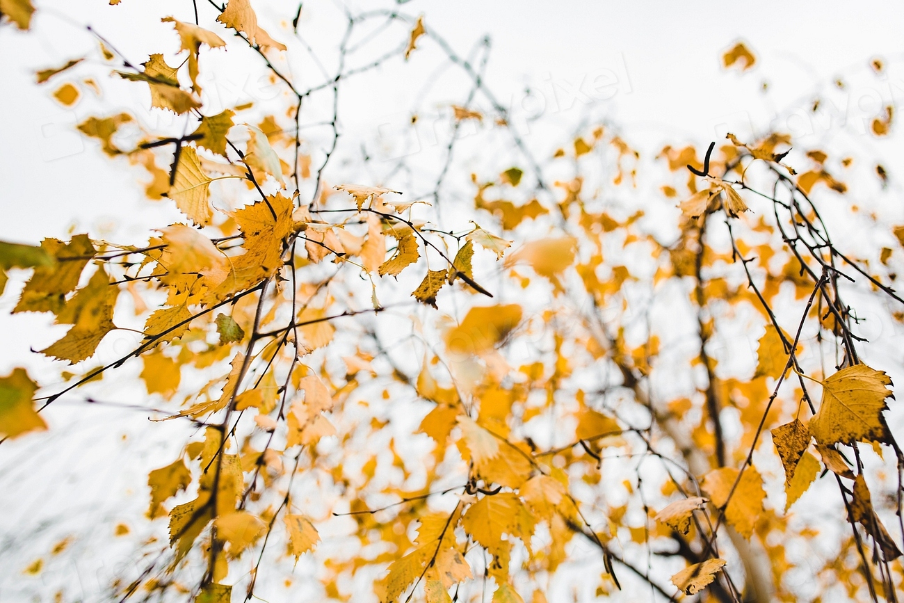 Yellow fall foliage. Visit Kaboompics | Premium Photo - rawpixel