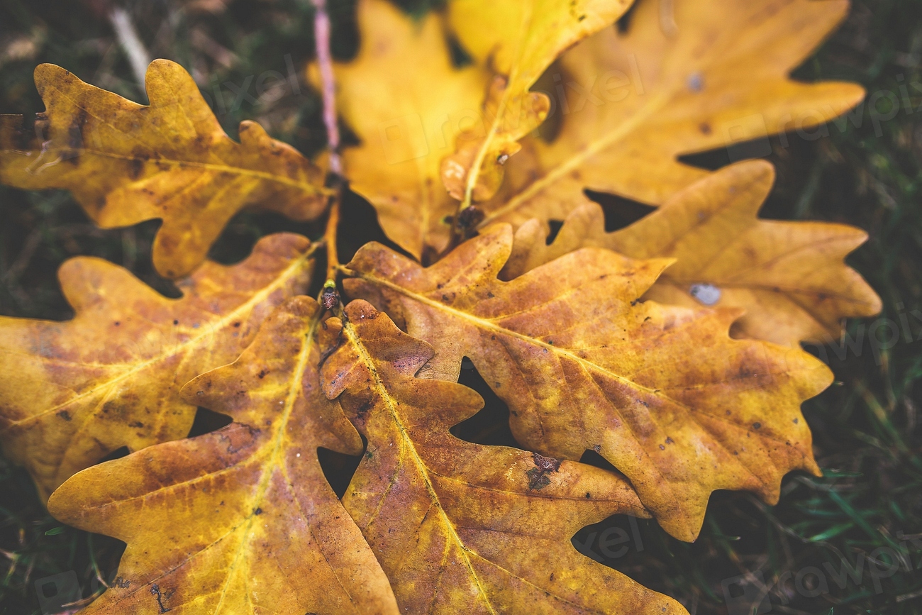 Oak foliage during autumn. Visit | Free Photo - rawpixel
