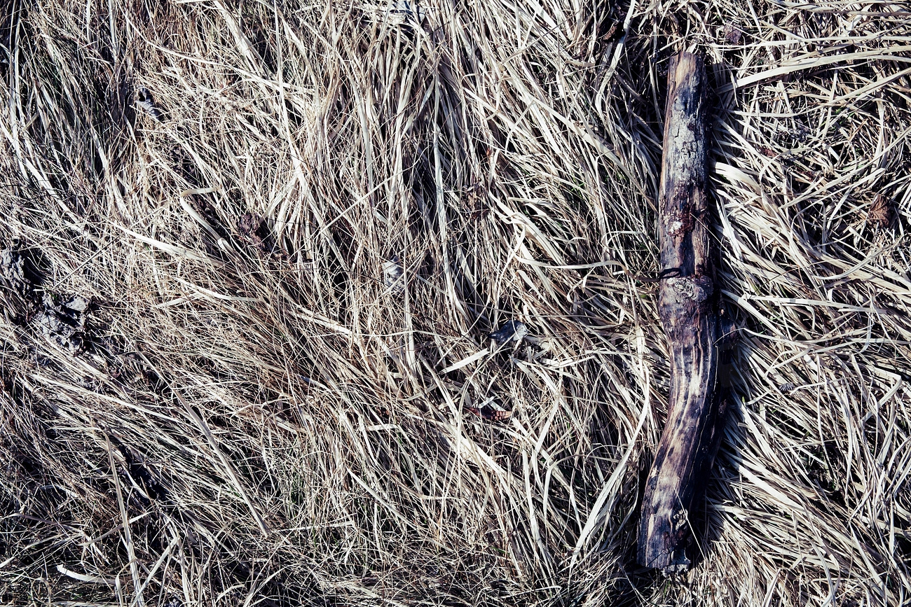Dried branch grass field | Free Photo - rawpixel