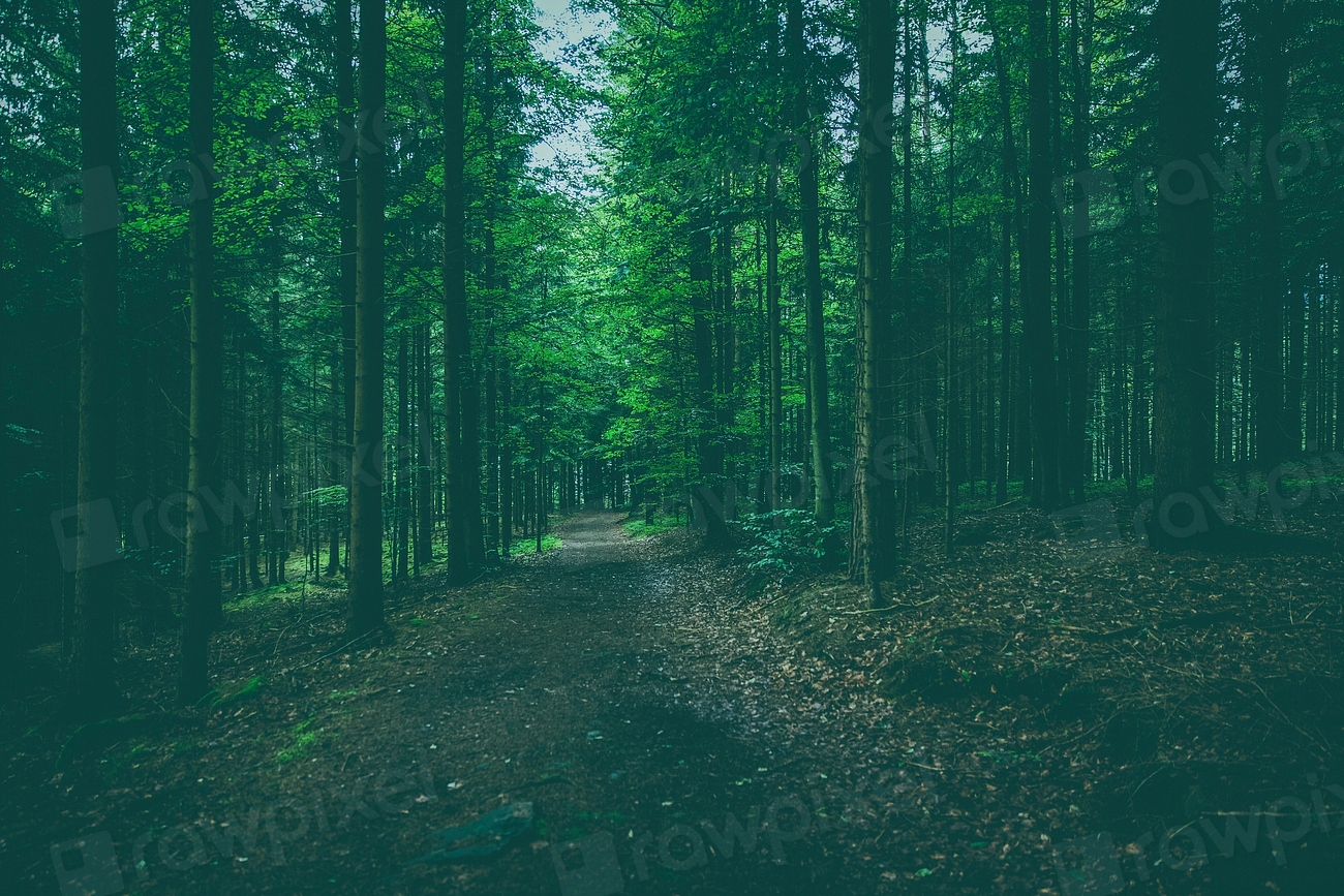 German forest | Free Photo - rawpixel