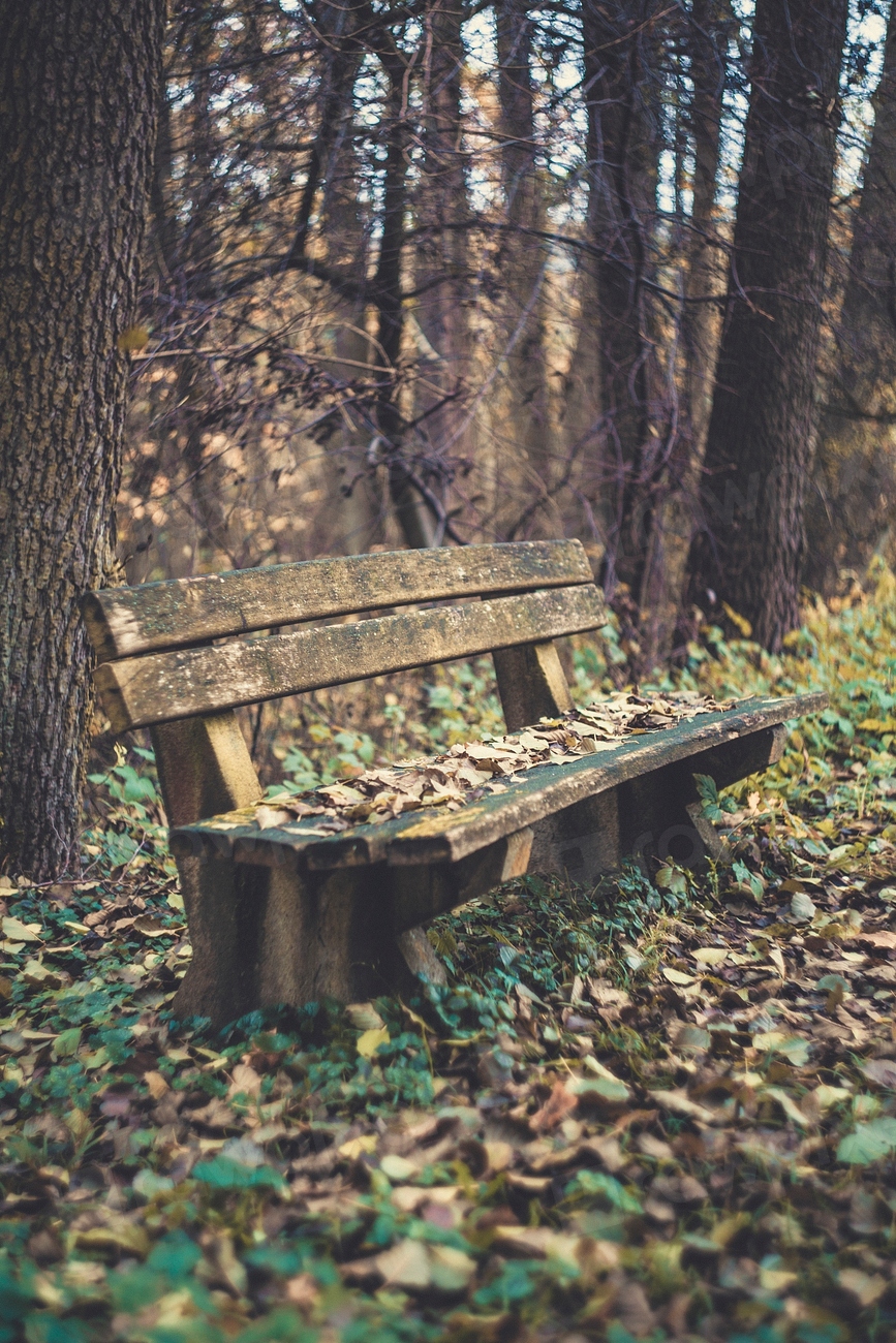 Wooden bench in a wood | Free Photo - rawpixel