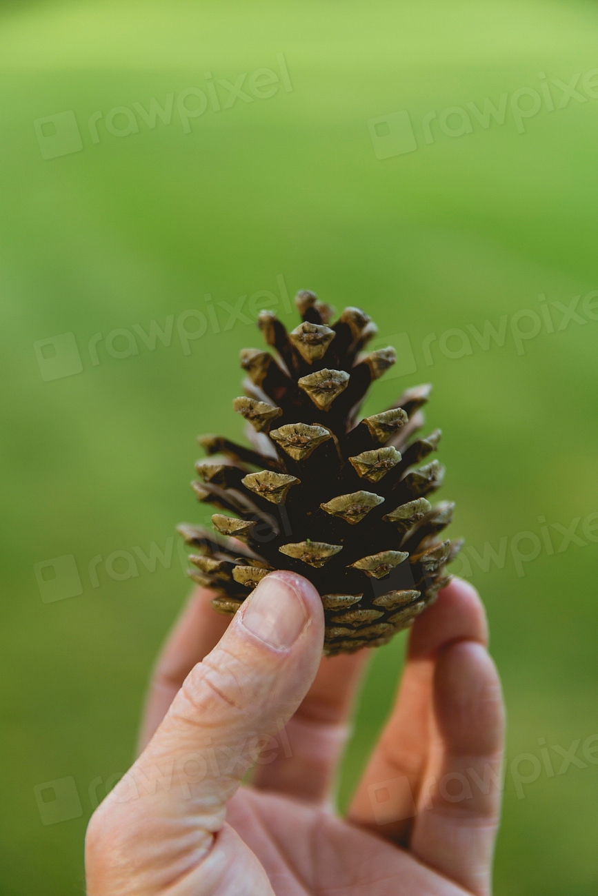 Hand holding pinecone garden | Free Photo - rawpixel