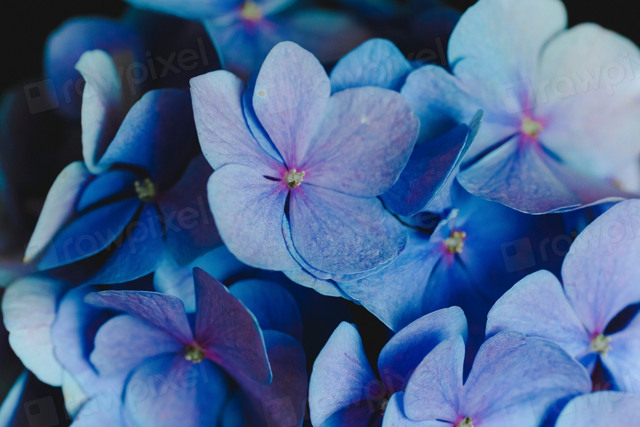 Beautiful blue hydrangea | Free Photo - rawpixel