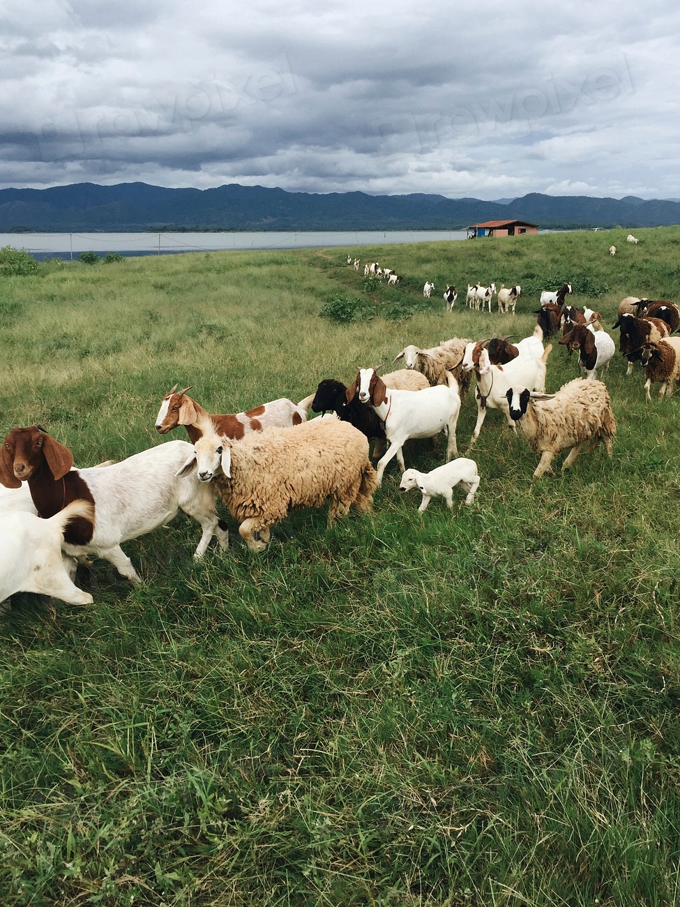 Goats and sheep Kanchanaburi, Thailand | Free Photo - rawpixel