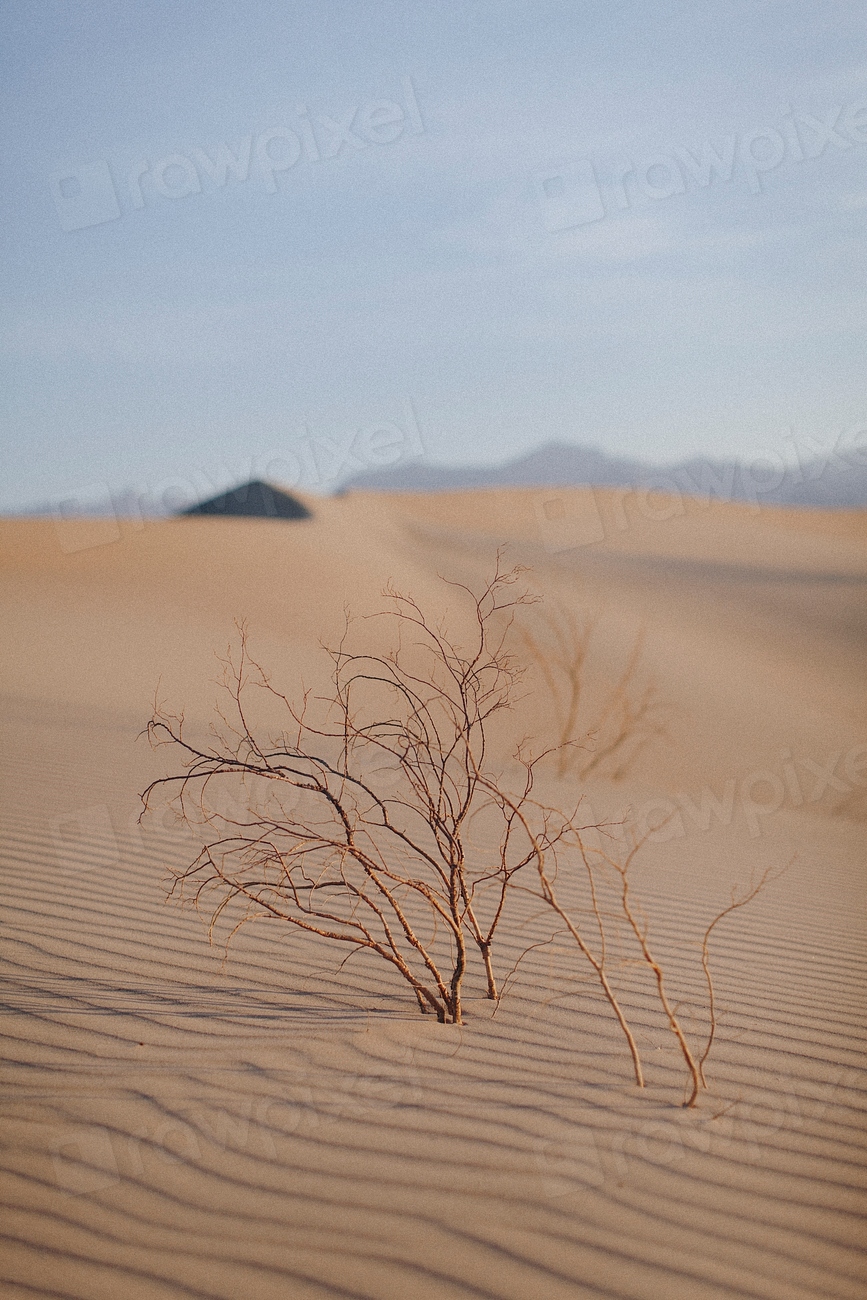 Desert plant growing windblown sand | Free Photo - rawpixel