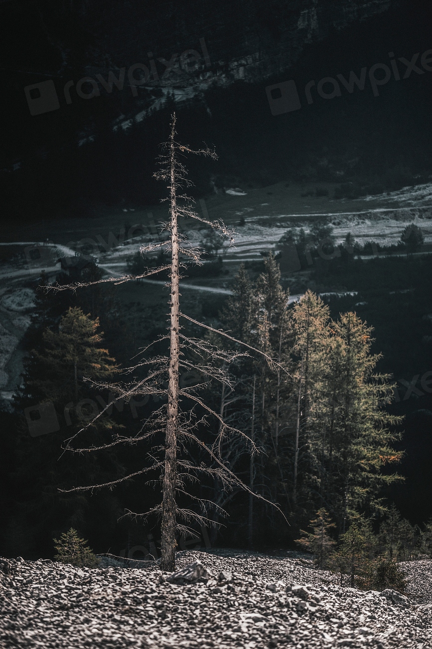 Dry tree woods Naturpark Fanes-Sennes-Prags, | Free Photo - rawpixel