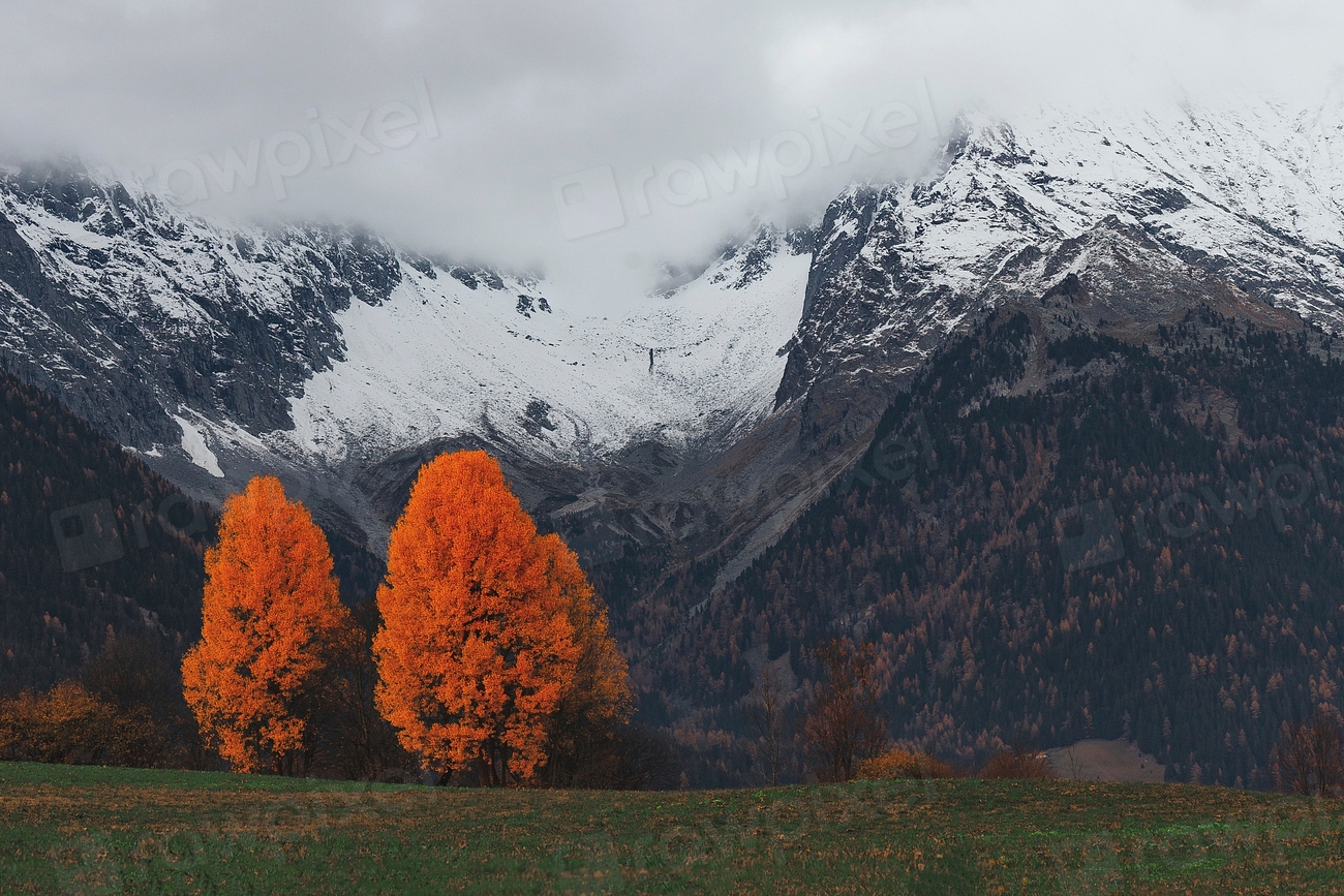 Orange larches snowy mountain | Free Photo - rawpixel