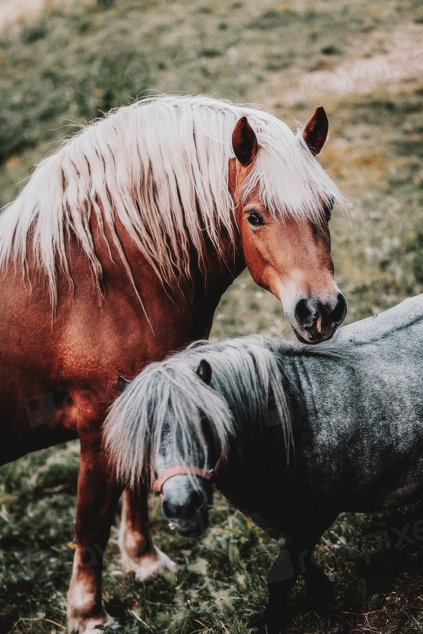 Two ponies in a field | Free Photo - rawpixel