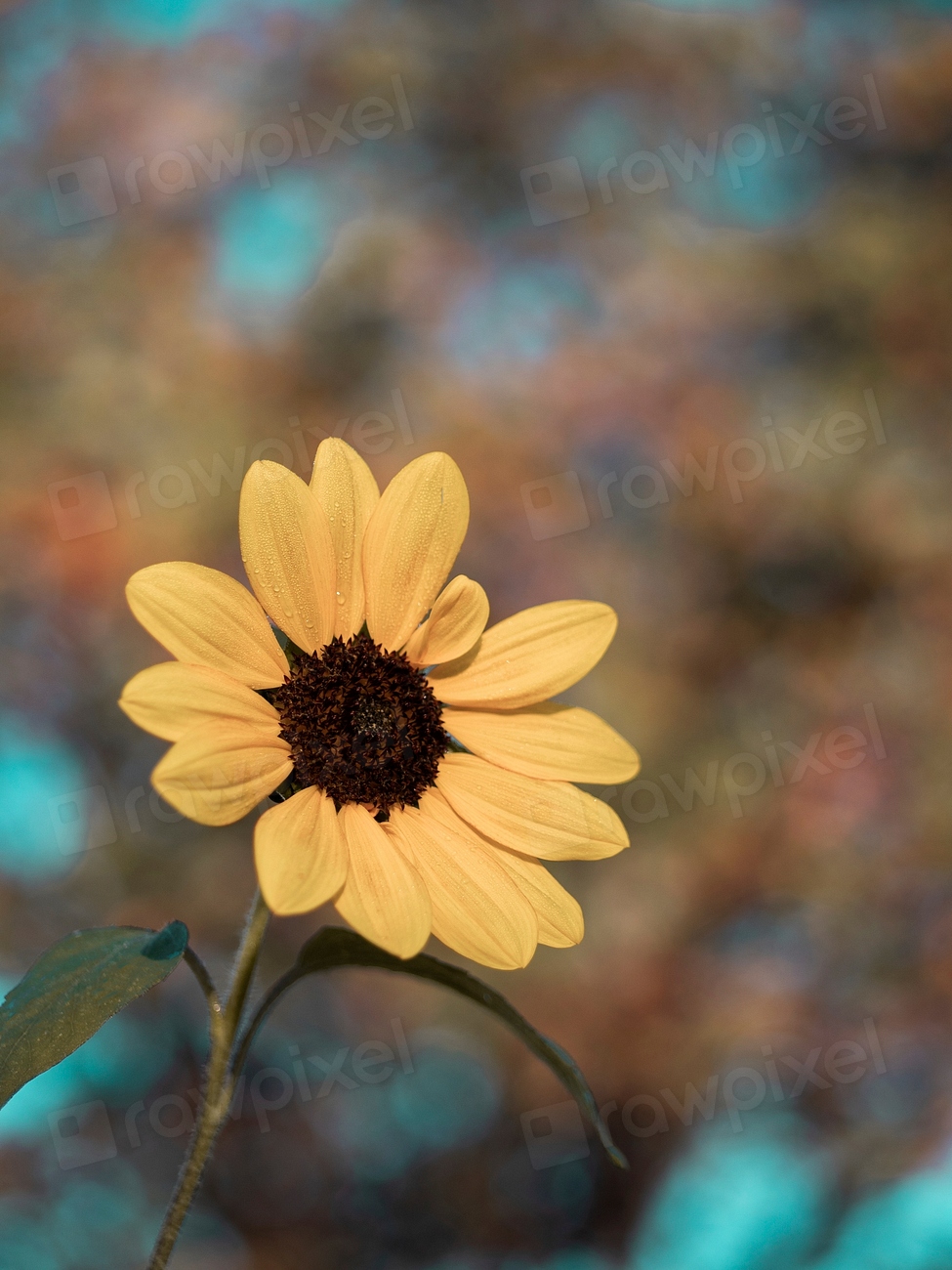 Yellow daisy wildflower | Free Photo - rawpixel