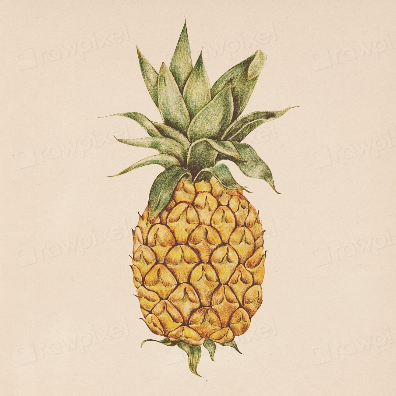 Hand drawn pineapple illustration | Premium PSD Illustration - rawpixel