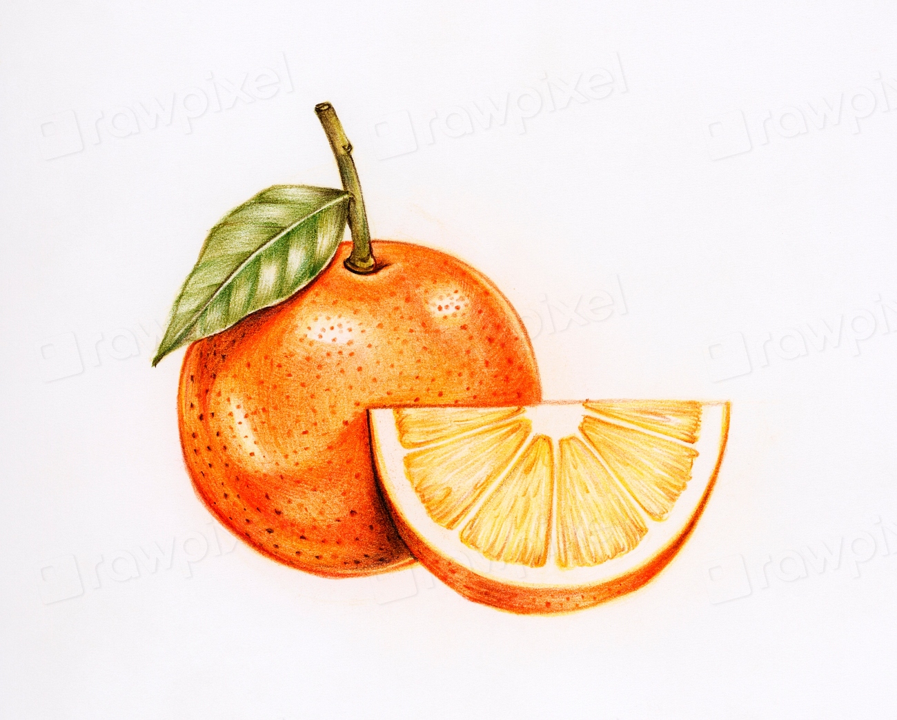 Hand drawn orange illustration | Premium Photo Illustration - rawpixel