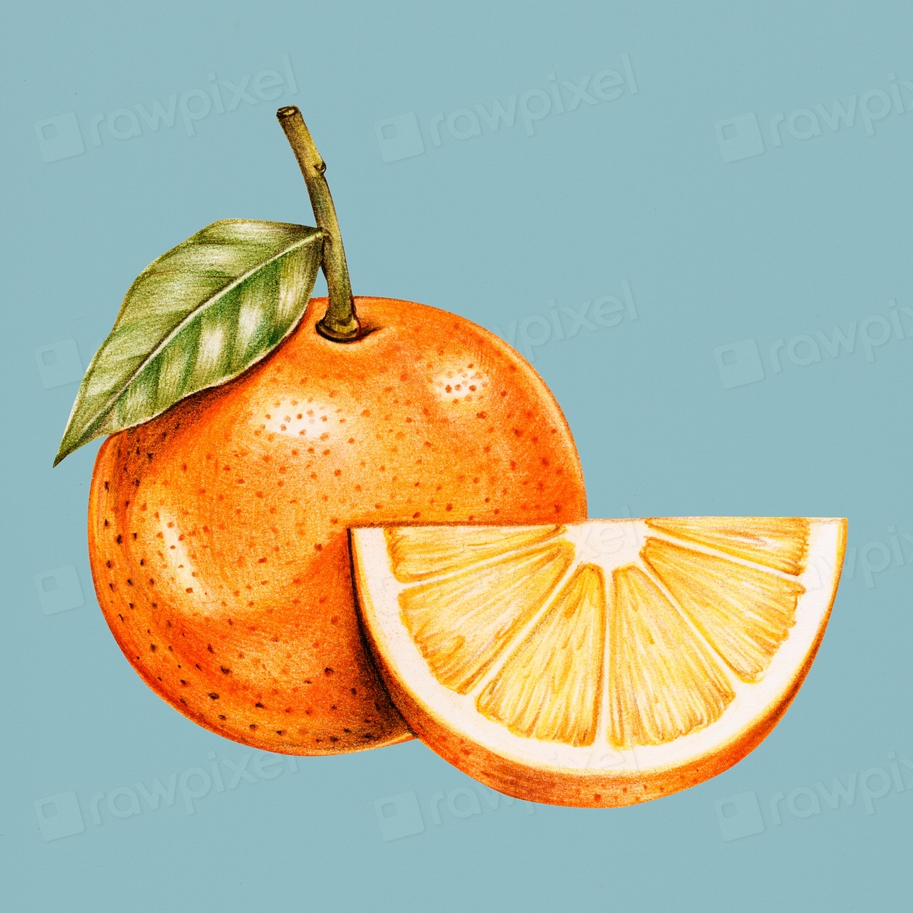 Hand drawn orange illustration | Premium PSD - rawpixel