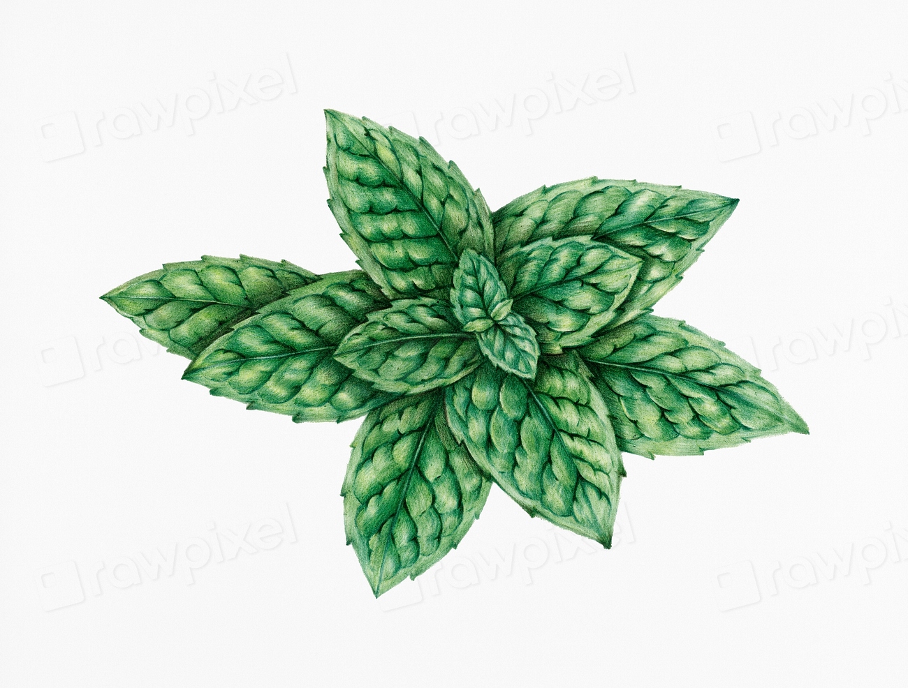 Illustration of peppermint | Premium PSD - rawpixel