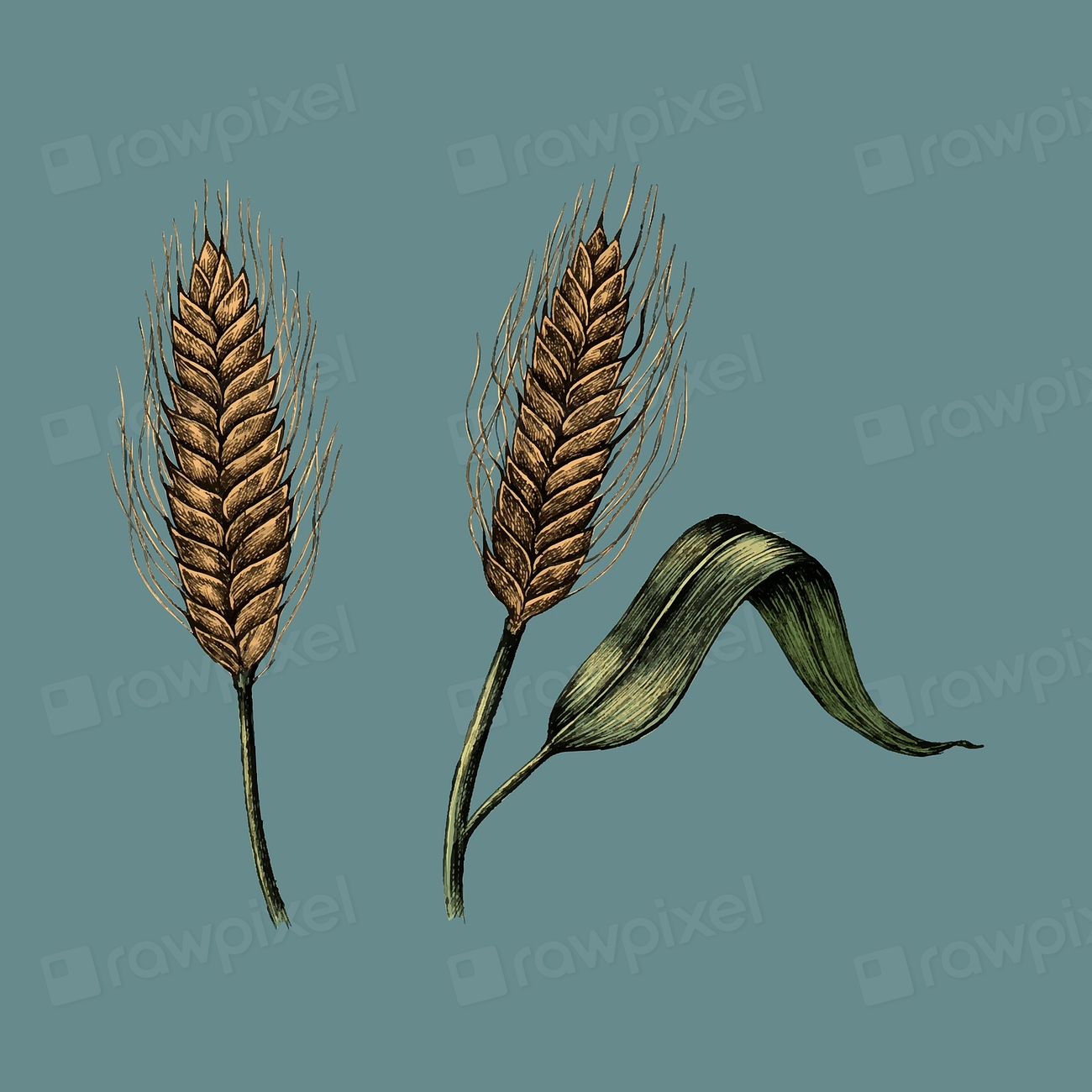 Illustration of fresh wheat crops | Premium Vector Illustration - rawpixel