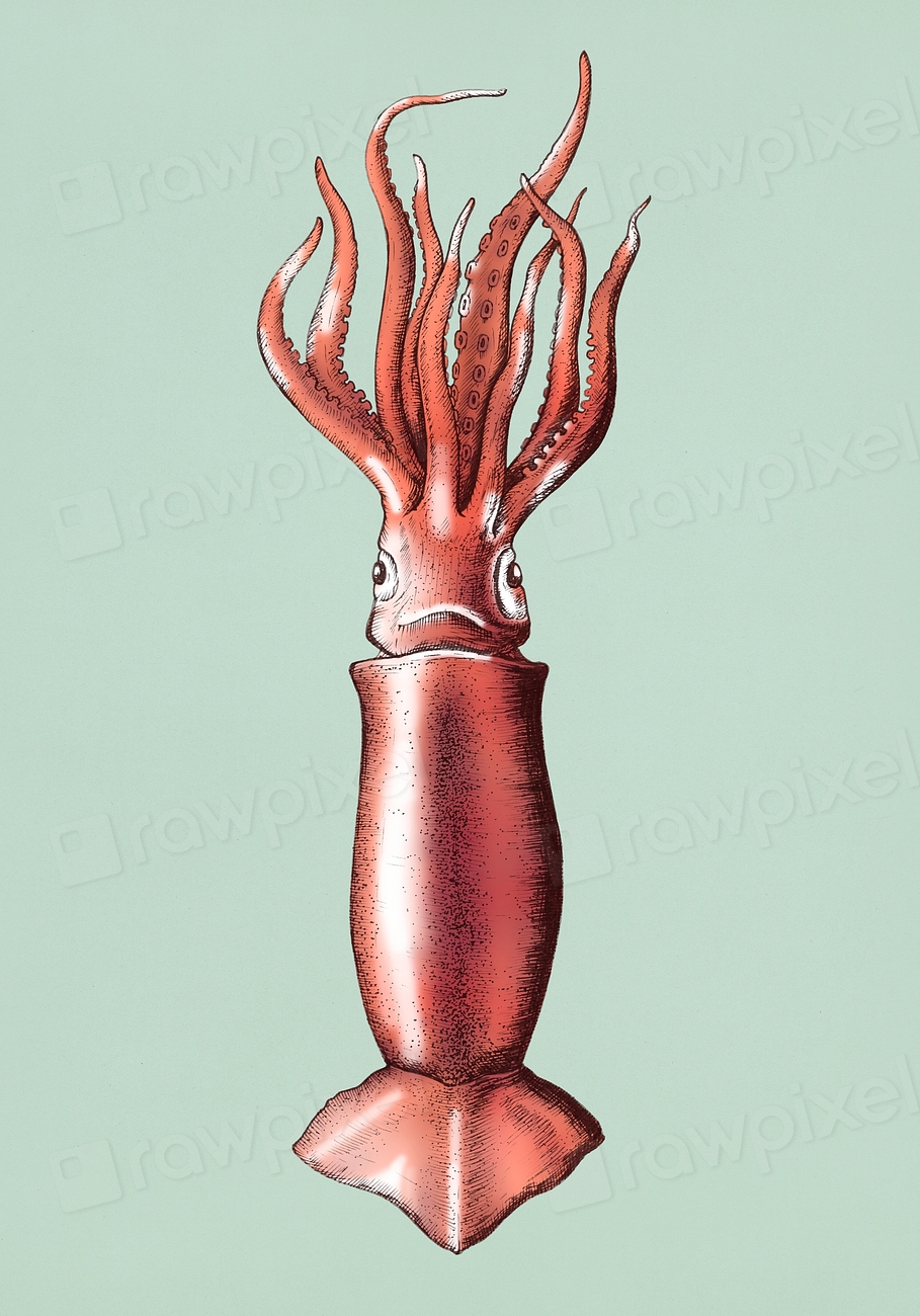 Hand drawn squid isolated | Premium Photo Illustration - rawpixel