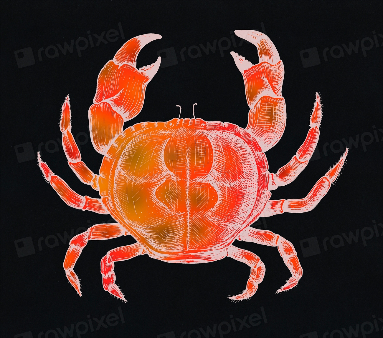 Hand drawn crab isolated | Free Photo Illustration - rawpixel
