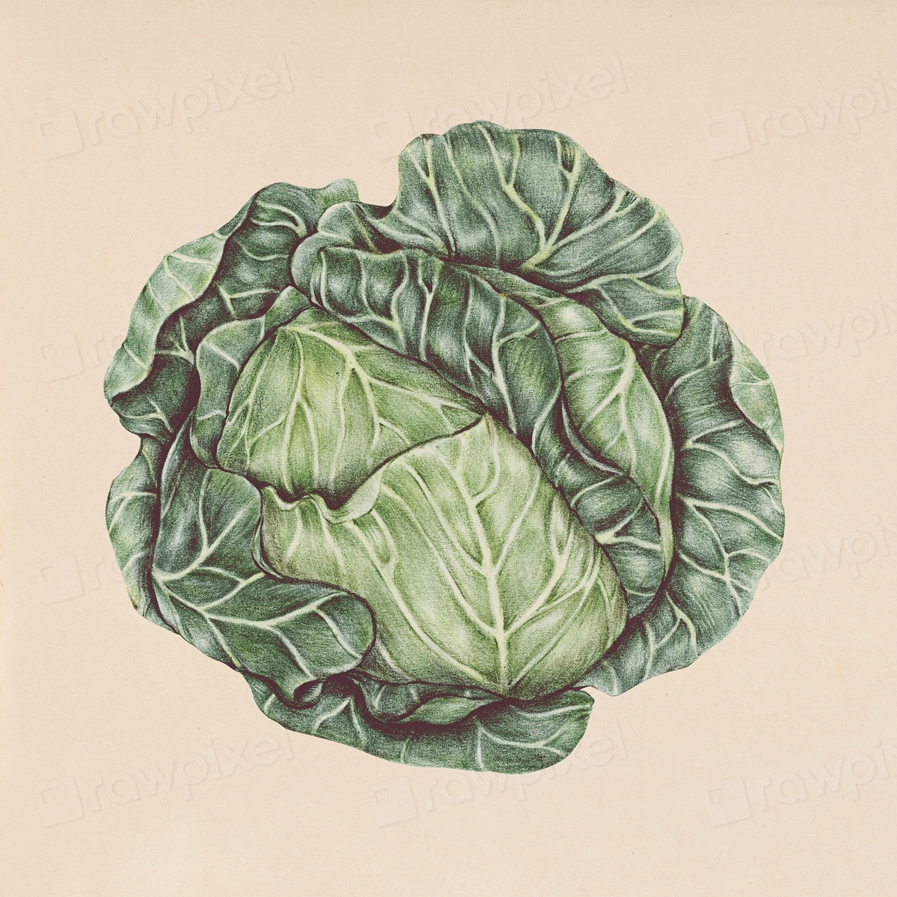 Hand drawn cabbage illustration | Premium PSD - rawpixel