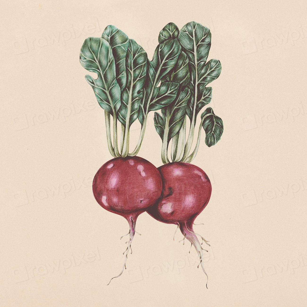 Hand drawn radish illustration | Premium PSD - rawpixel