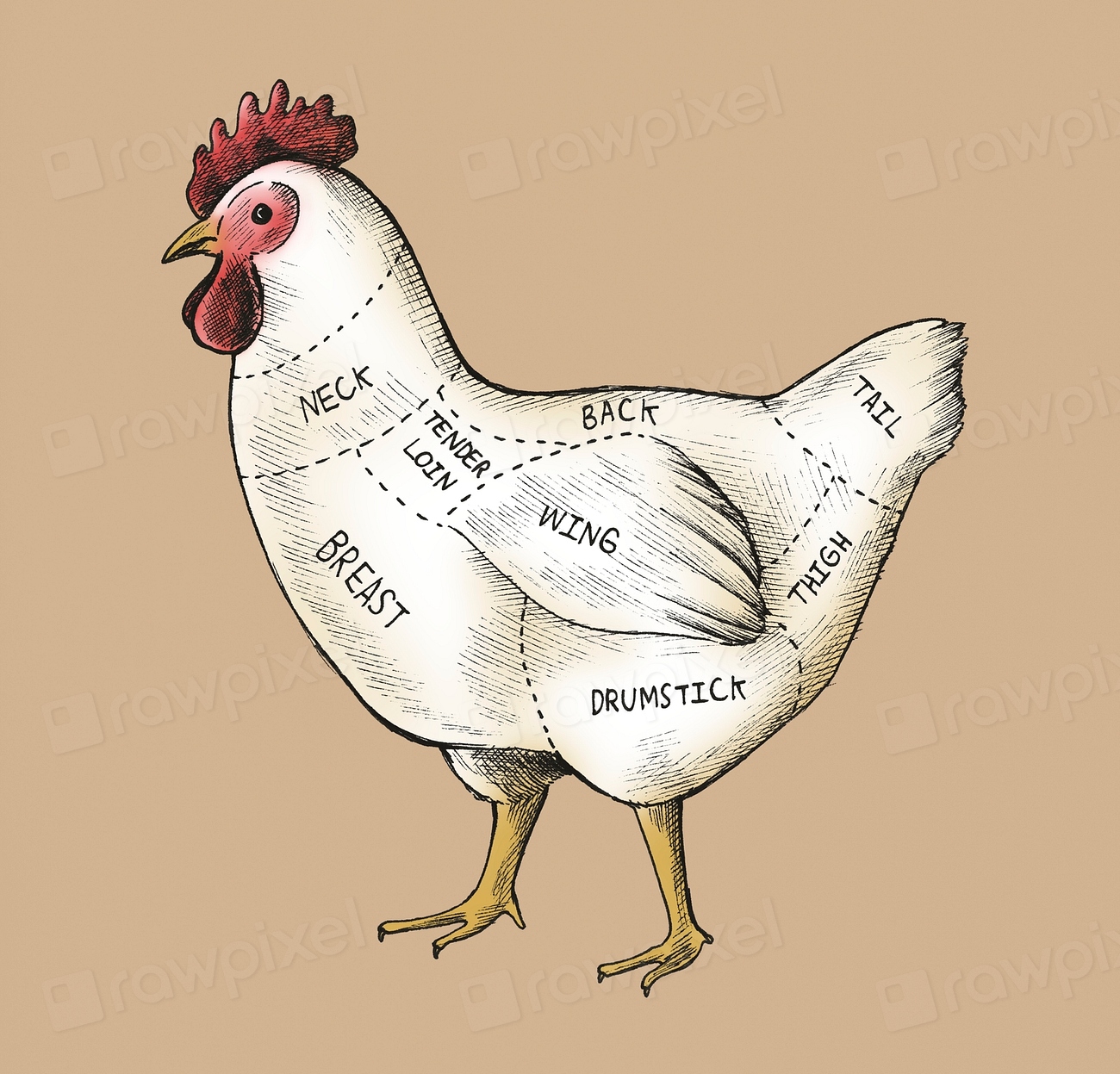 Hand drawn cut of chicken | Premium PSD - rawpixel