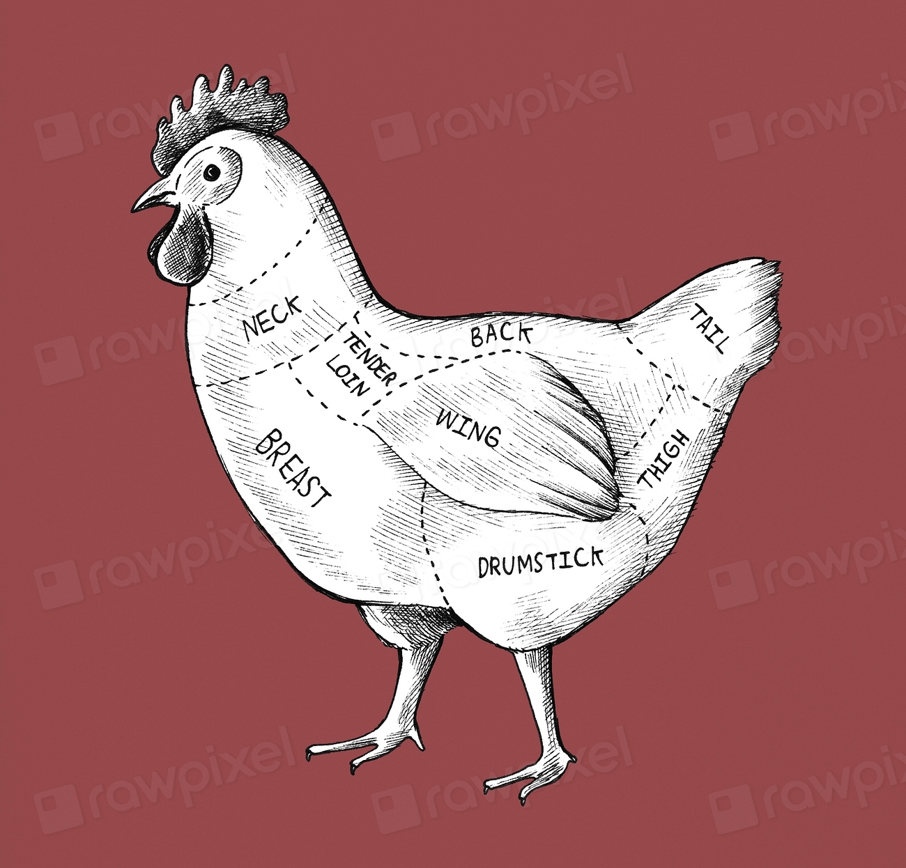 Hand drawn cut of chicken | Premium PSD - rawpixel