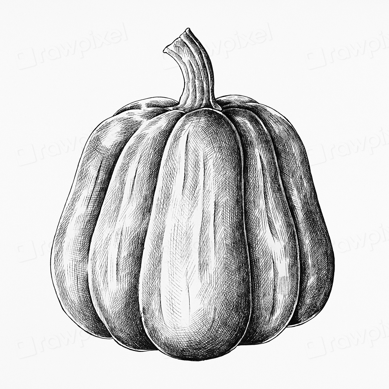Hand drawn fresh pumpkin in black | Premium PSD Illustration - rawpixel