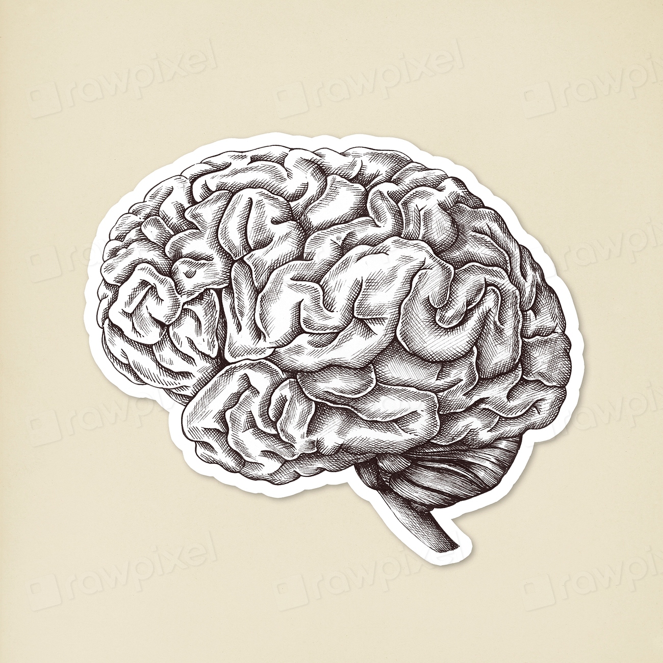 Hand drawn human brain sticker | Premium PSD - rawpixel