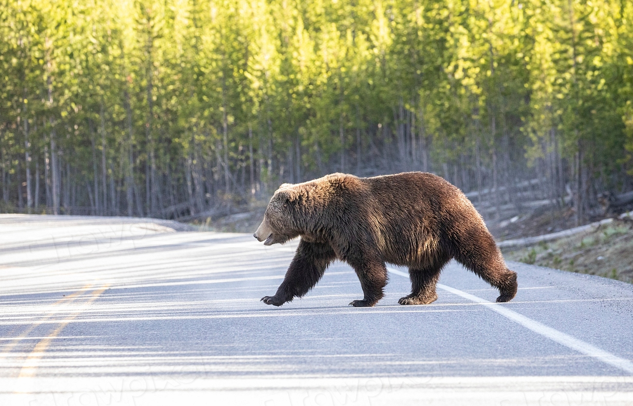 Grizzly bear crossing road. Original | Free Photo - rawpixel