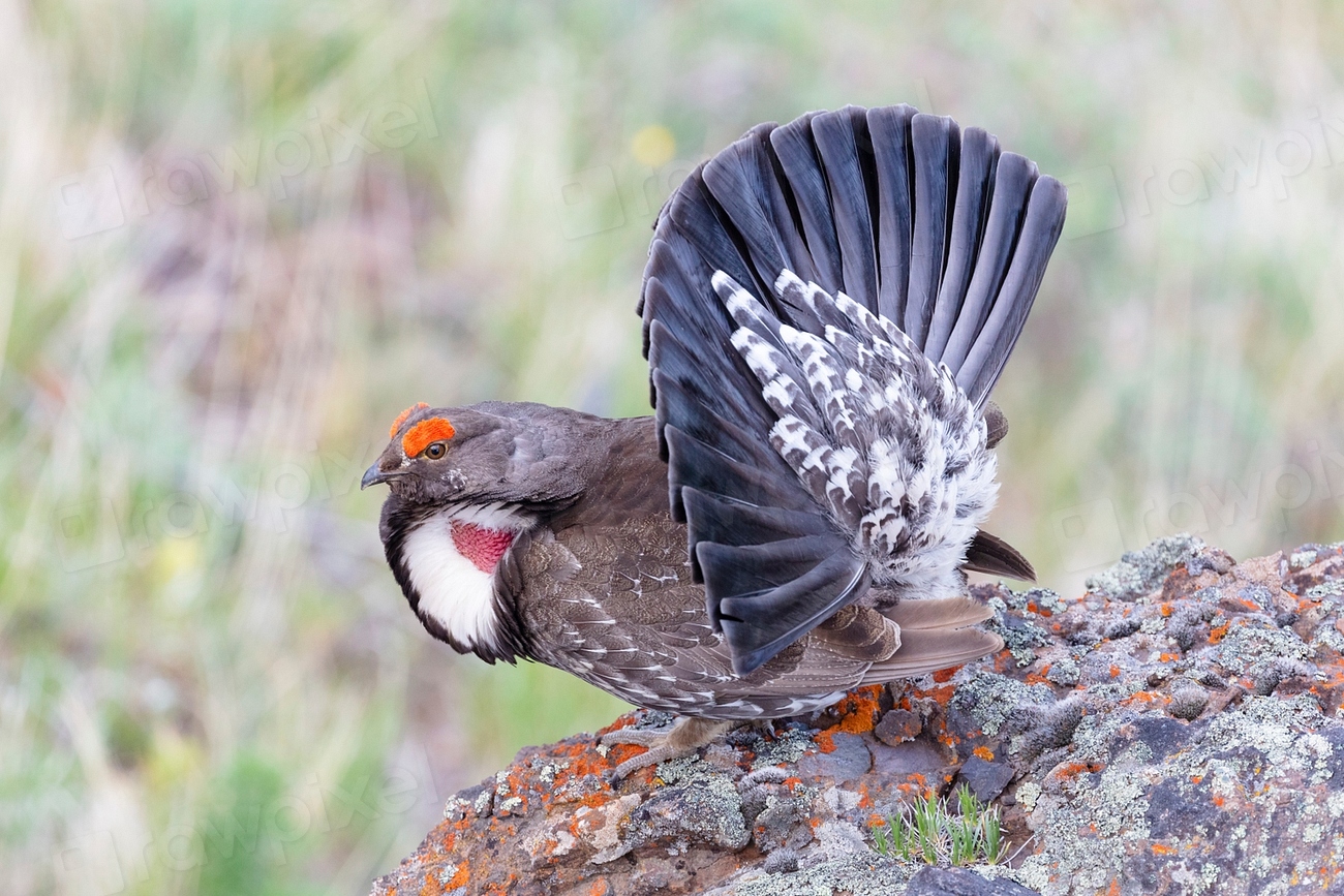 Male dusky grouse by Jacob | Free Photo - rawpixel