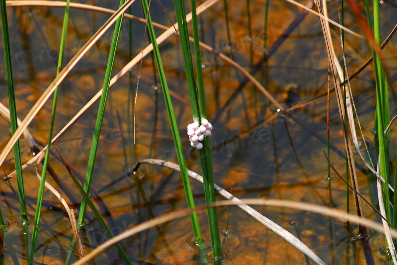 Apple Snail Eggs, NPS Photo | Free Photo - rawpixel