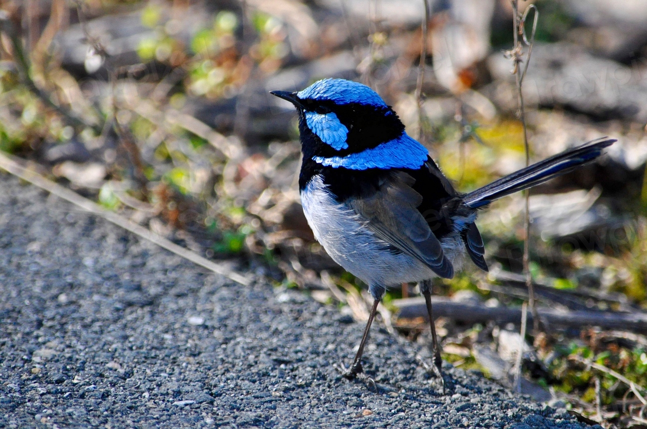 Blue wren. | Free Photo - rawpixel