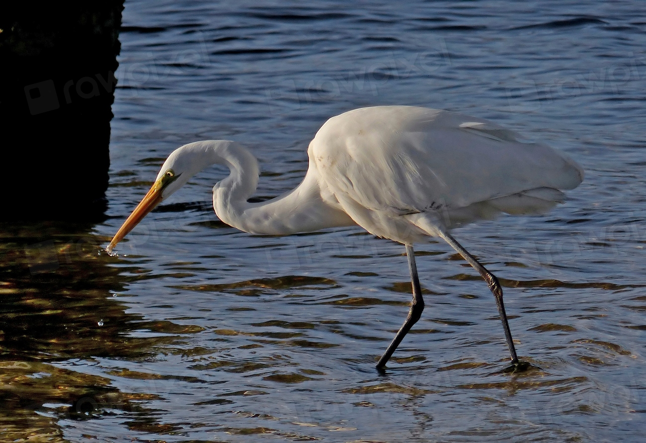 Eastern Great Egret | Free Photo - rawpixel