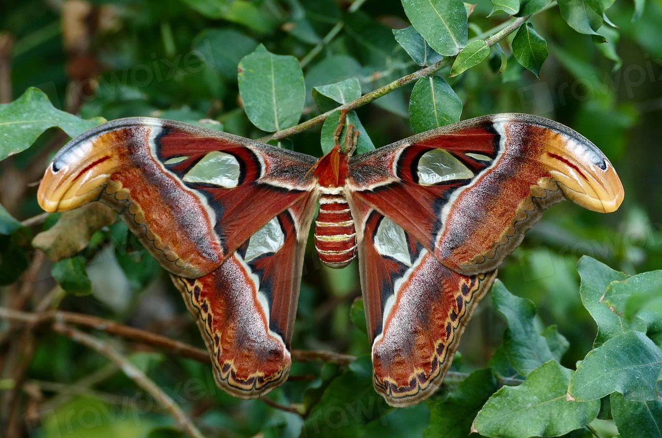 Atlas moth.(Attacus atlas) | Free Photo - rawpixel