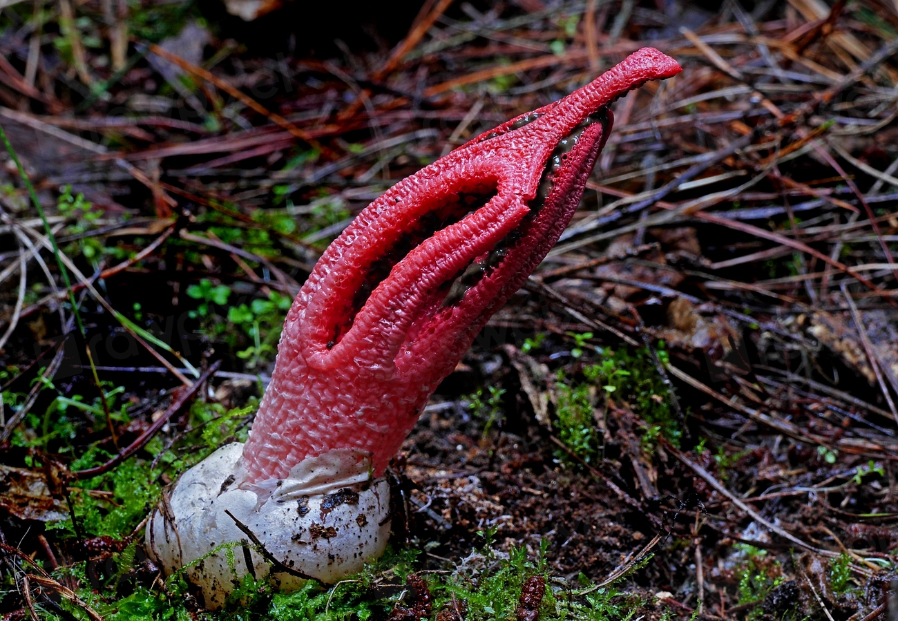 Clathrus archeri, (devils fingers) | Free Photo - rawpixel
