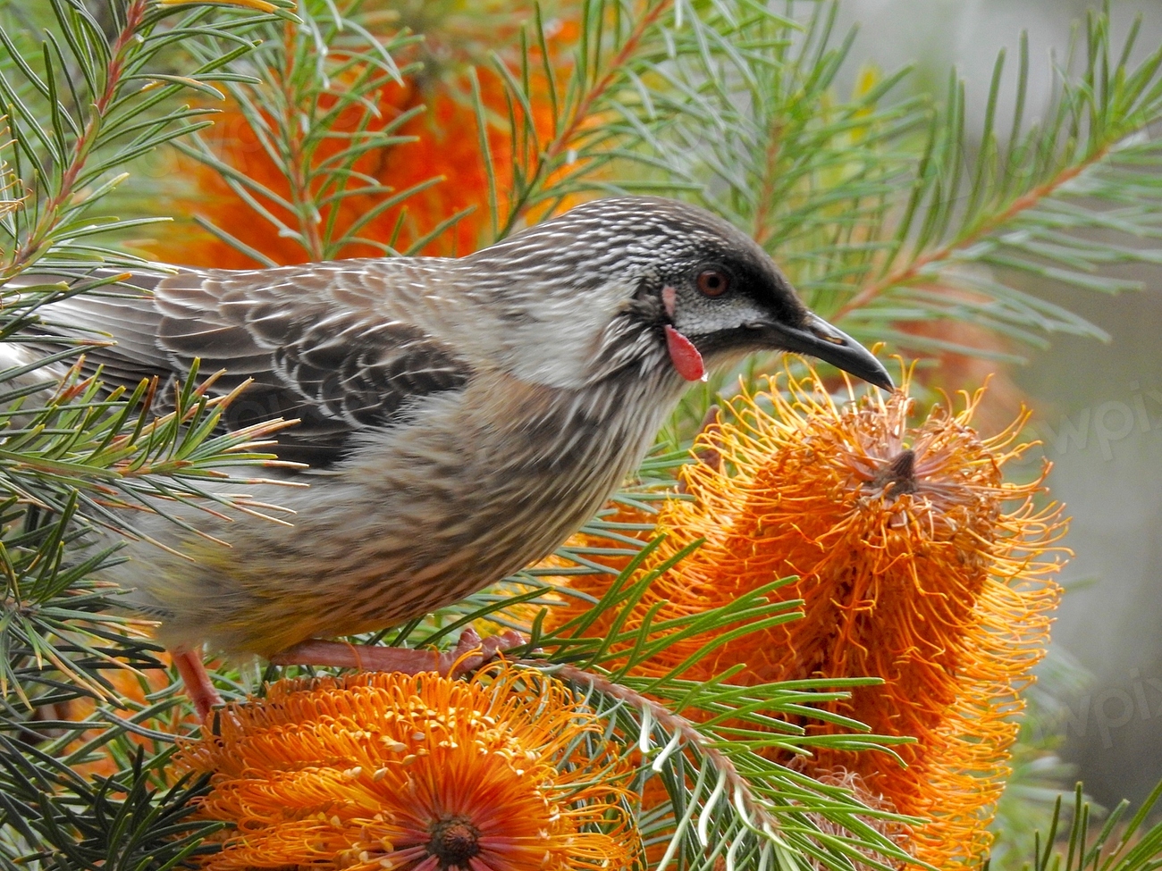 Red wattlebird. | Free Photo - rawpixel