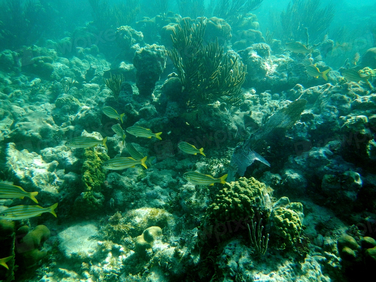 Coral Reef at Dry Tortugas | Free Photo - rawpixel