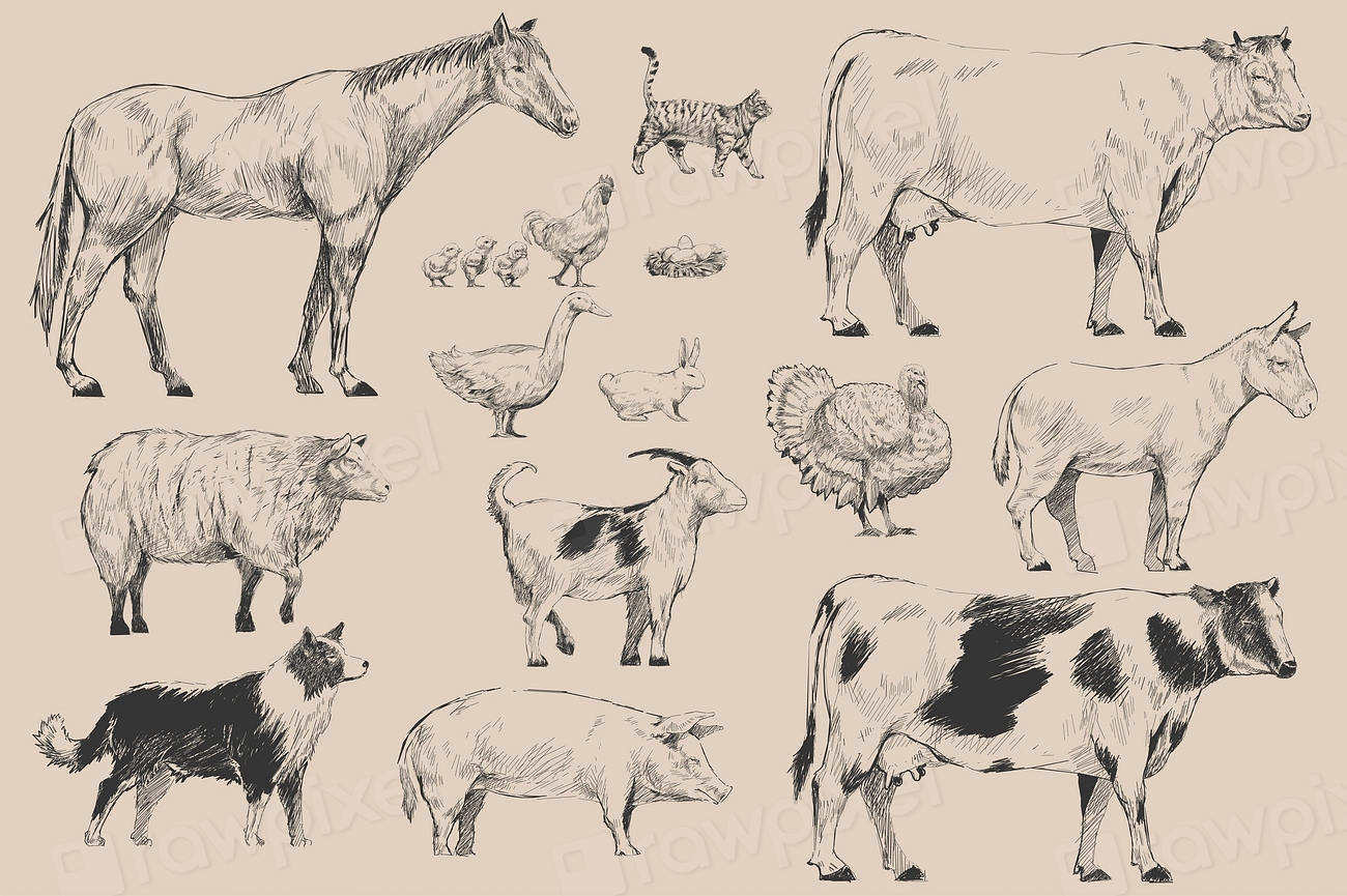 Illustration drawing style farm animals | Premium Vector - rawpixel