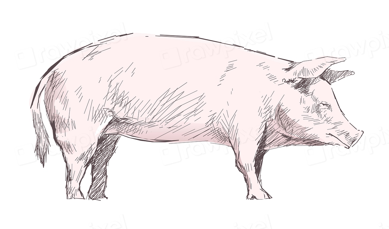 Illustration drawing style of pig | Premium Vector Illustration - rawpixel