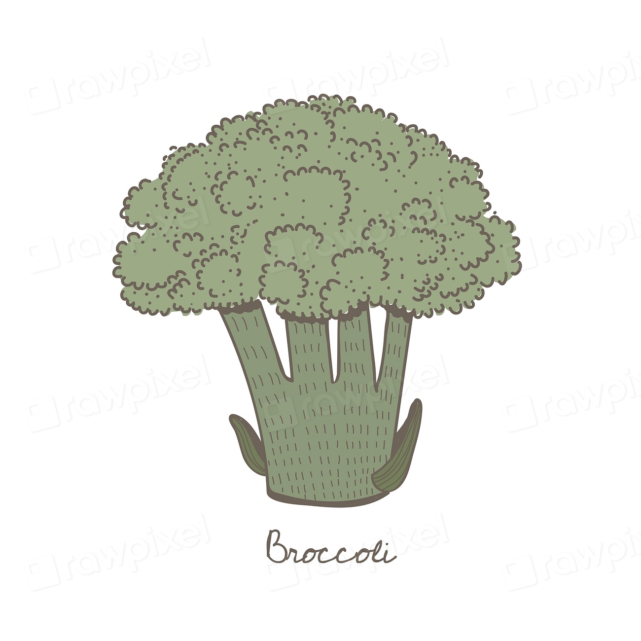 Vector of a broccoli | Free Photo Illustration - rawpixel